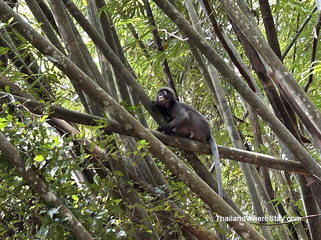 Khao Sok or Khao Yai National Park? - ThailandWhereStay