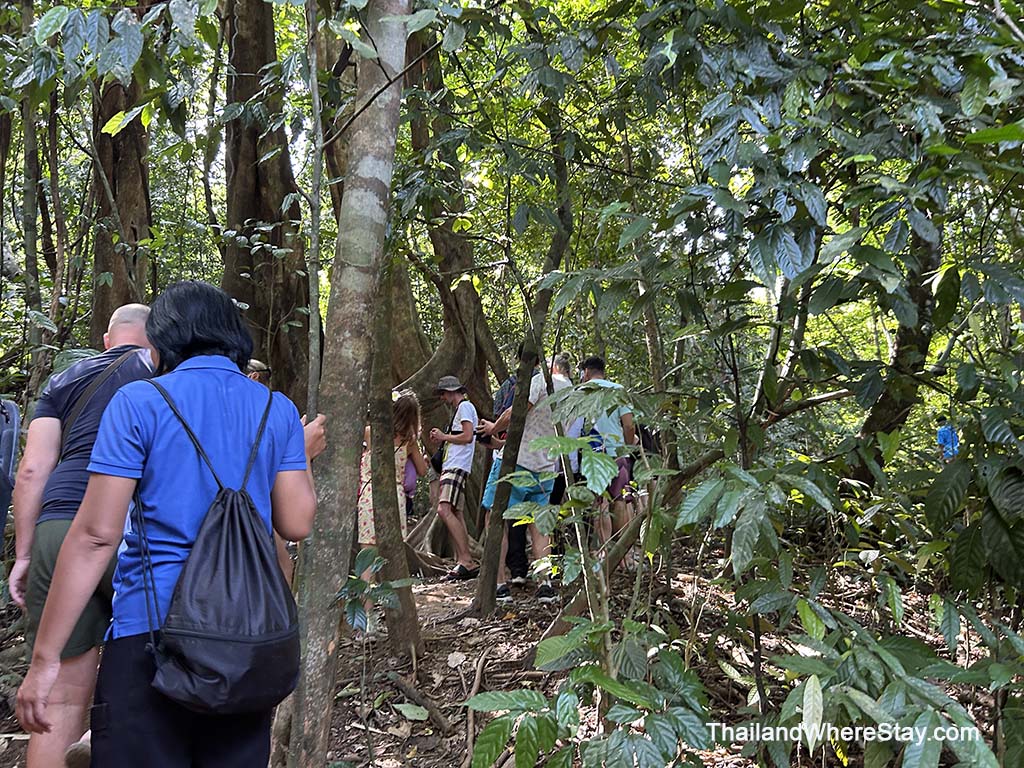 Khao Sok or Khao Yai National Park? - ThailandWhereStay